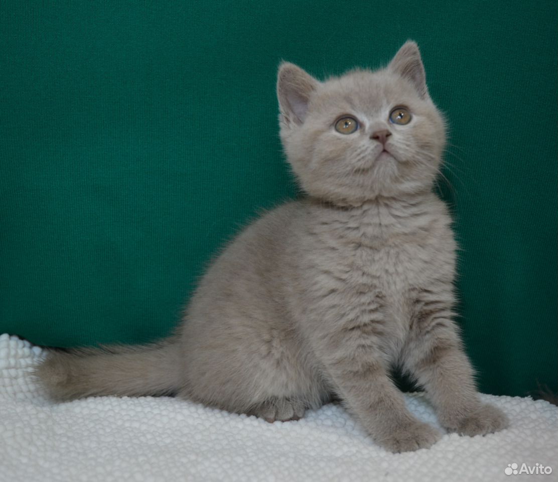 Лиловая британочка, 2 мес