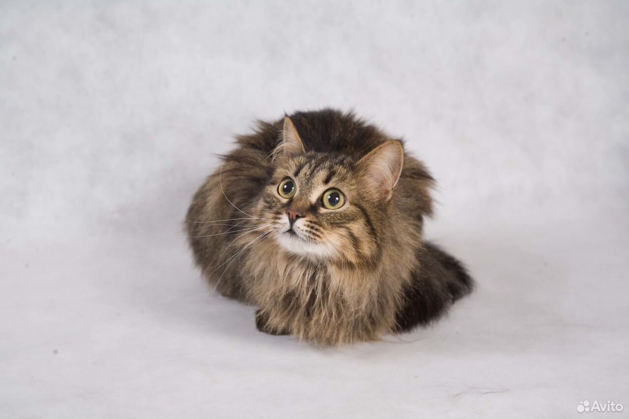 Чудо - кошечка в добрые ручки