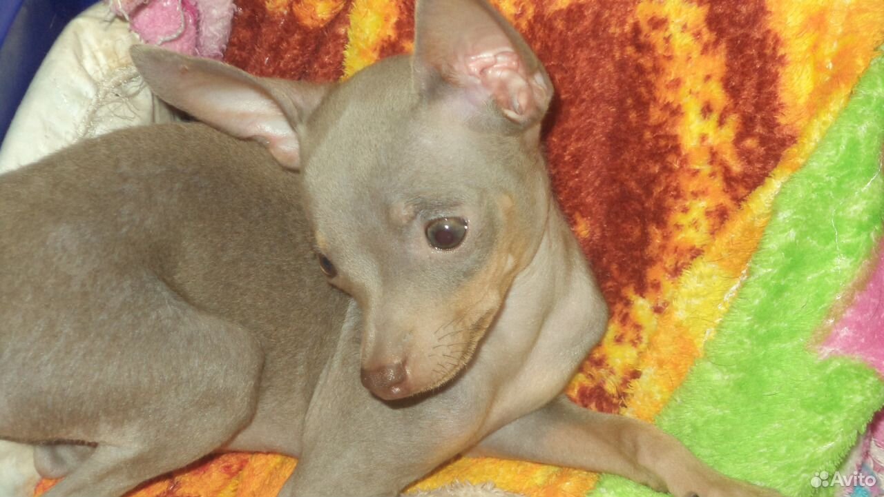 Лиловая красотка-мини РКФ 3 месяца(привита)