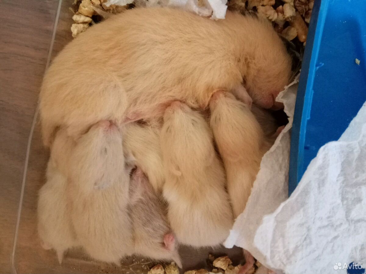 Хороший подарок ребёнку, сирийский хомячёк