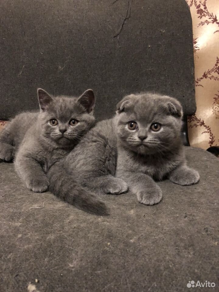 Шотландские голубые котята