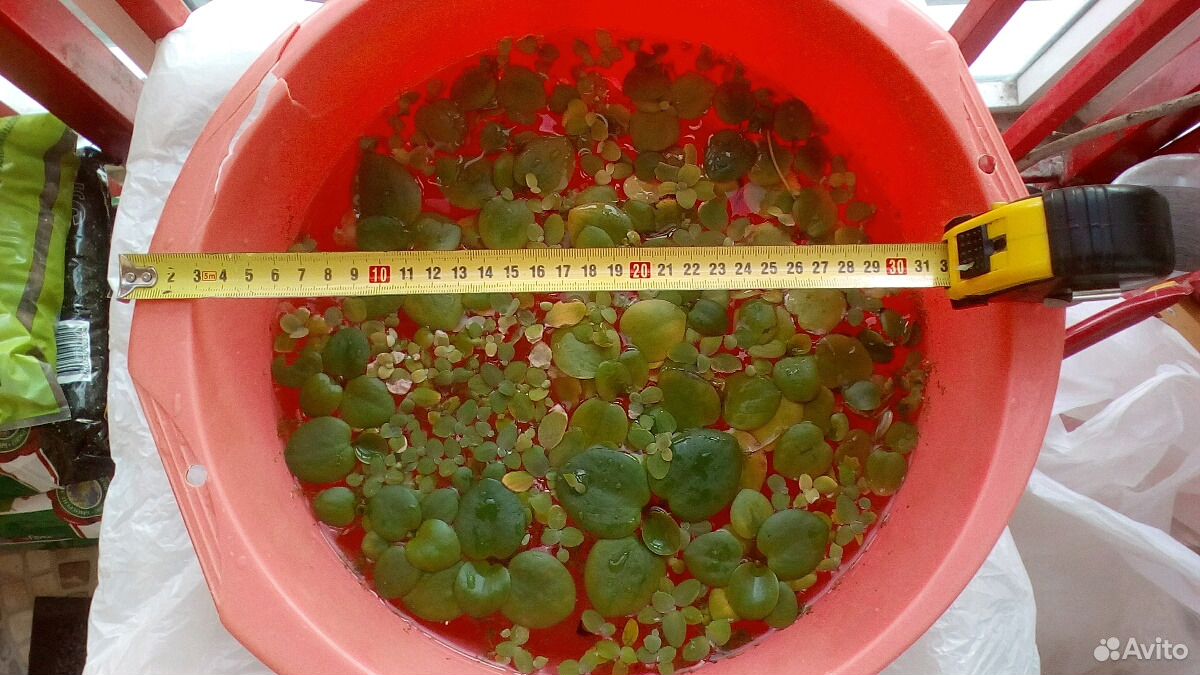 Лимнобиум, пистия