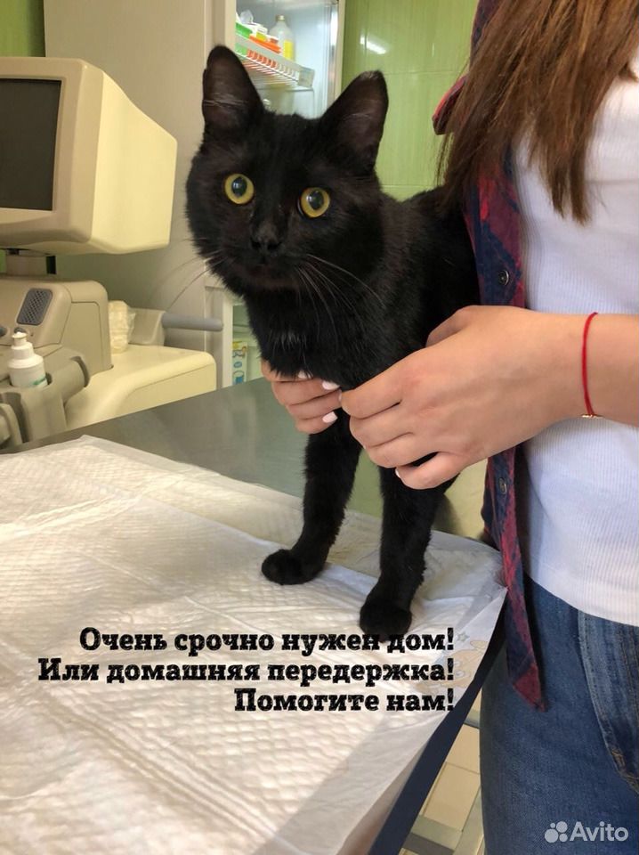 Замечательный кот ищет дом