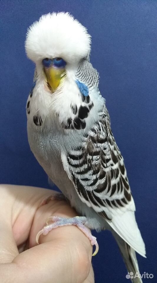 Взрослый самец ввп