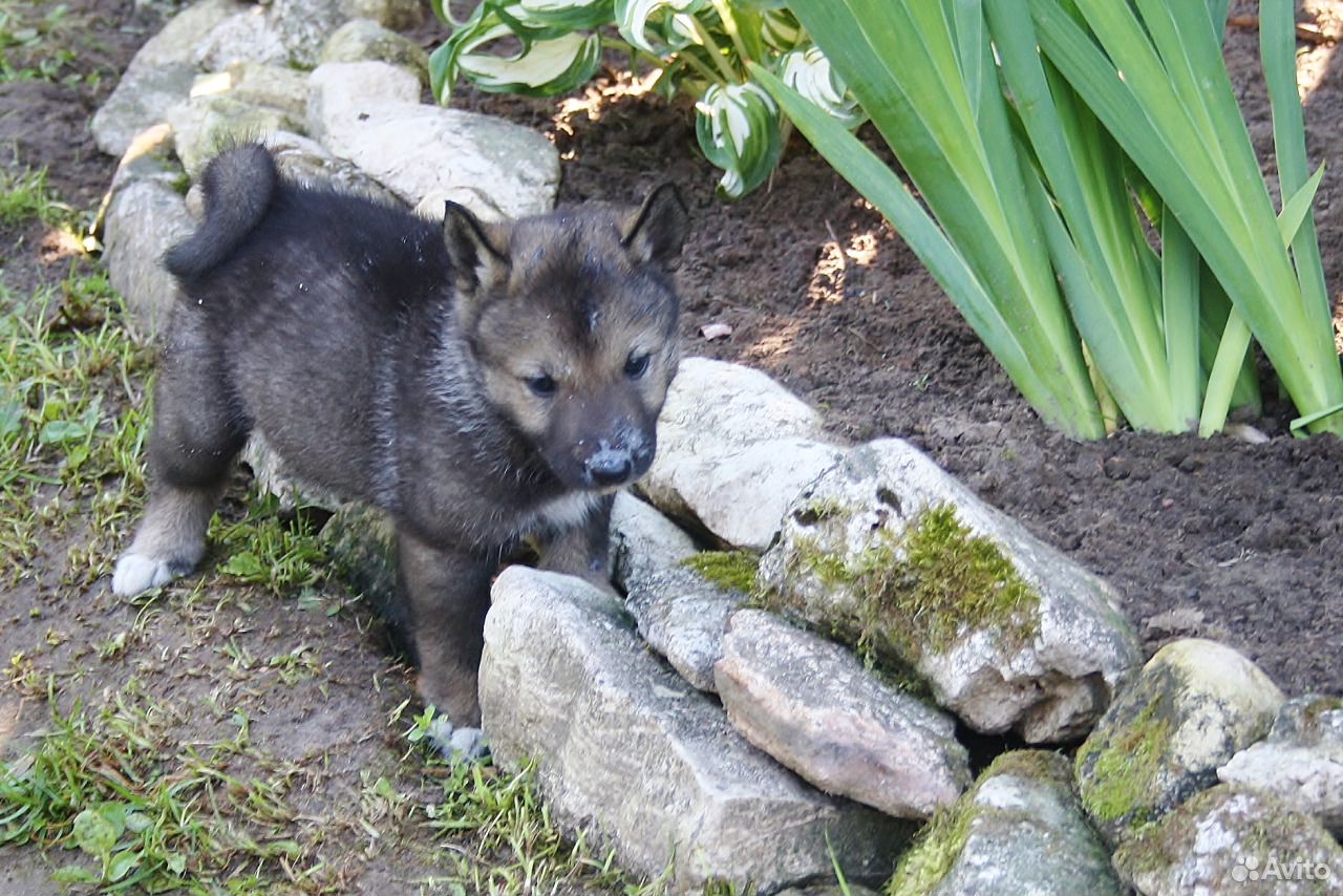 Щенки западно-сибирской лайки