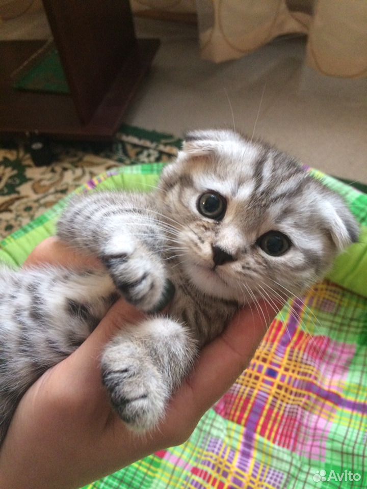 Шотландская вислоухая