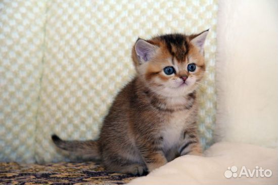 Чудесные детки