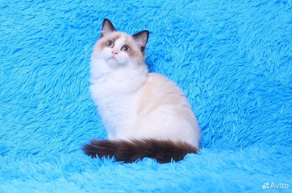 Рэгдолл, девочка, 4 мес