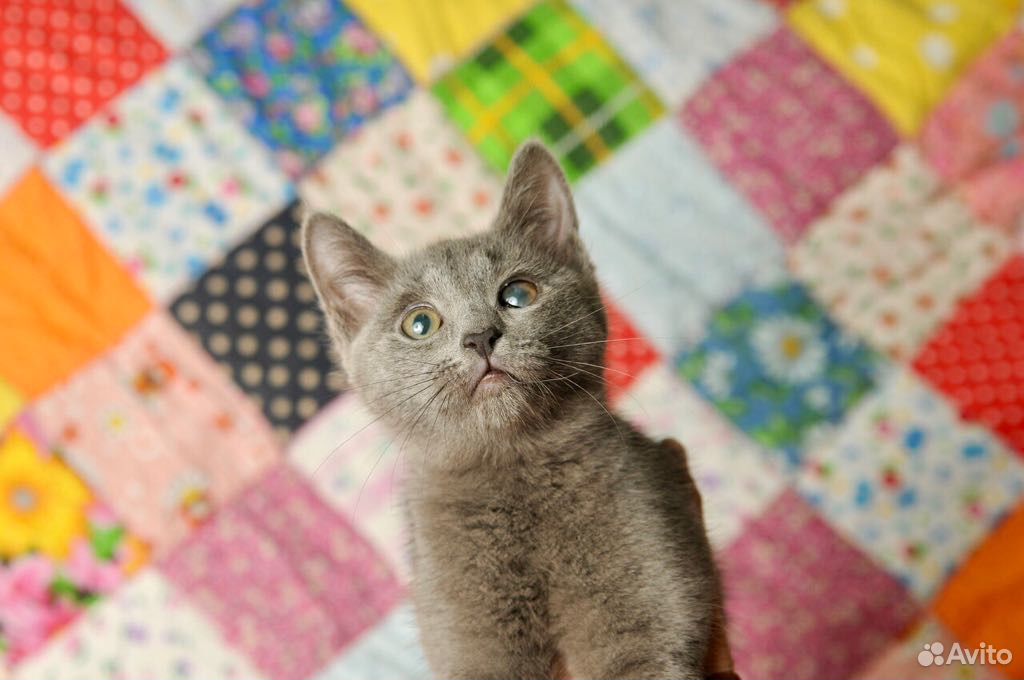 Алиса-умненькая киса