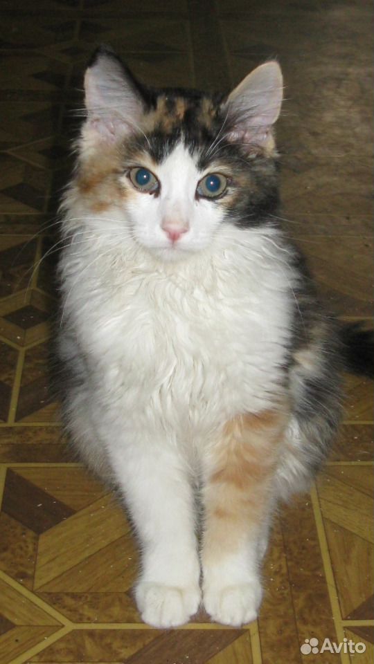 Котенок Ксюша