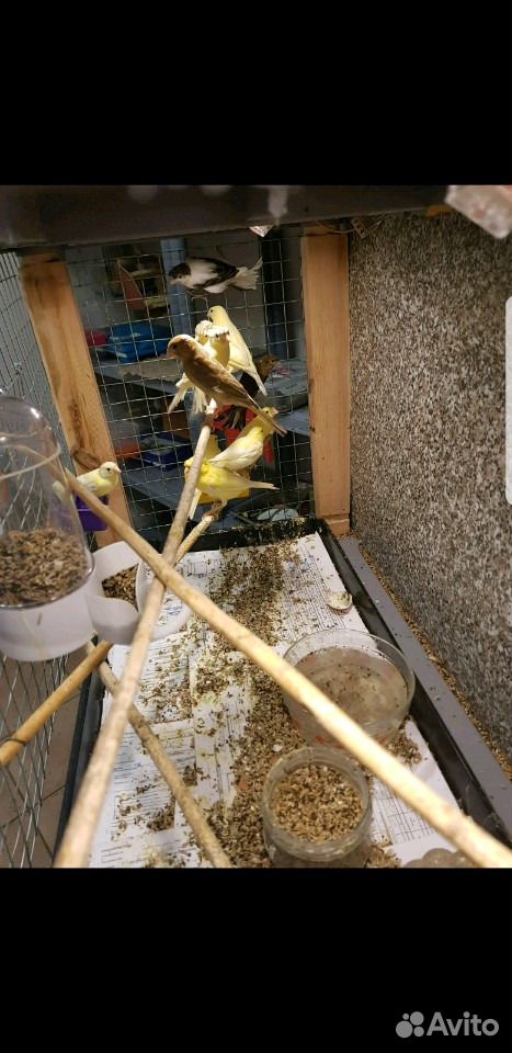 Кенеры и канарейки