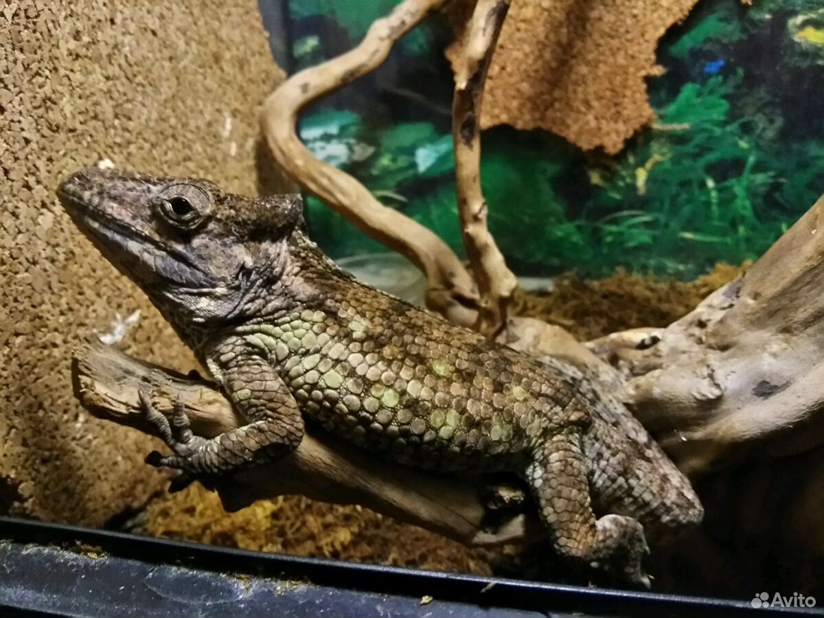 Хамелеолис поркус