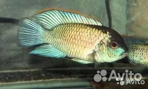 Аквариумные рыбки южно-амереаские цихлиды