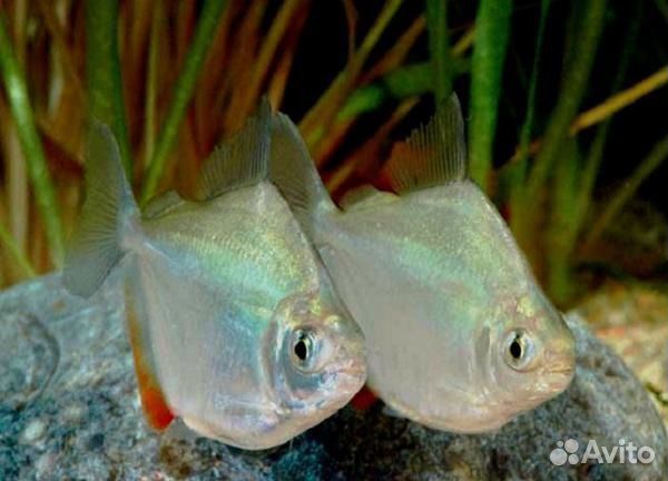 Метиннис серебристый