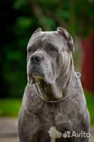 Кане Корсо - красота по итальянски