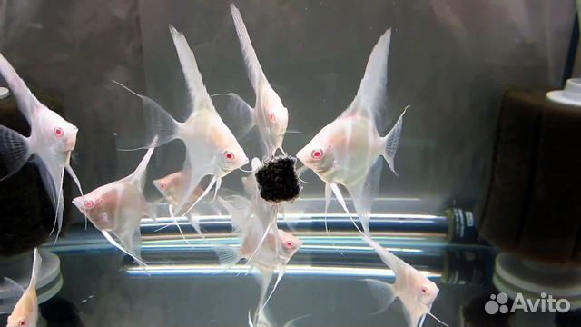 Альтум Перуанский альбинос (Altum Peru Albino)