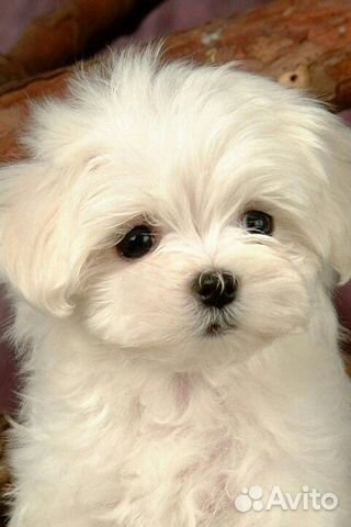 Нежность и любовь в миниатюре