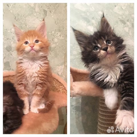 Котята рысята Мейн кун рассрочка праздничные 2 м