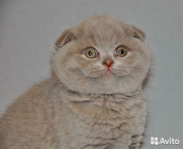 Любознательные мякушки