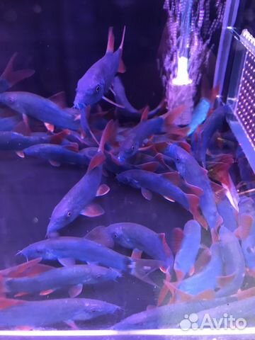 Боция Модеста