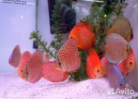 Дискусы из Европы