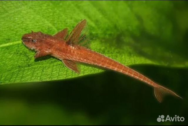 Лорикария красная