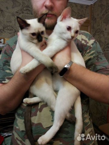 Тайский котик