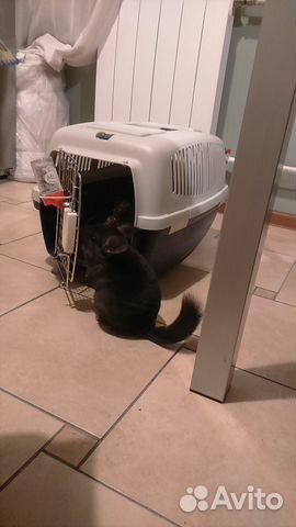 Продаю шиншиллу