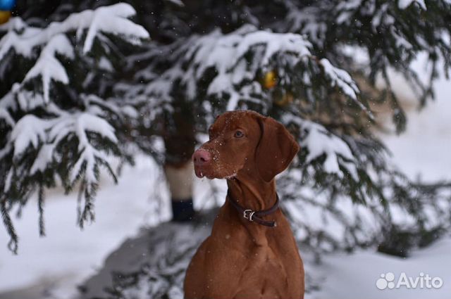 Венгерская выжла Отличный щенок