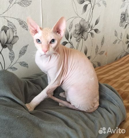 Подросший котёнок Петерболда