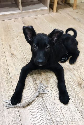 Щенок Сириус в поиске дома