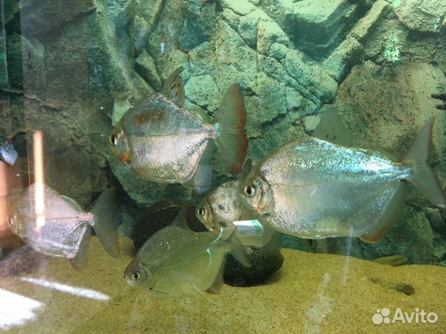 Продам метинисов