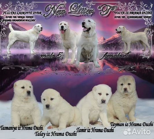 Щеночки сао