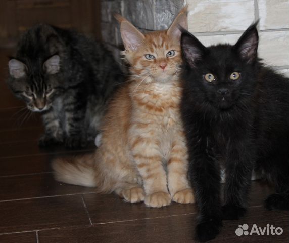 Мейн Кун котята из питомника