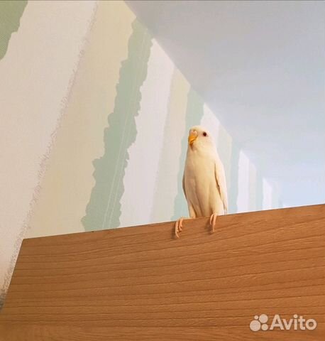 Волнистый попугай, Самка, Альбинос