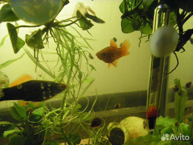 Мальки гуппи, меченосца, анциструса (можно обмен)