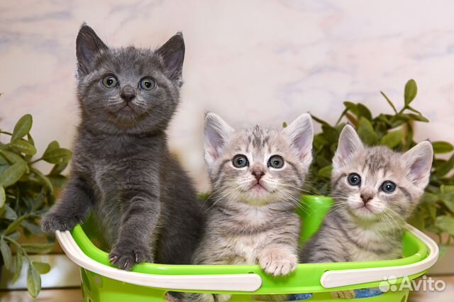 Британские котята