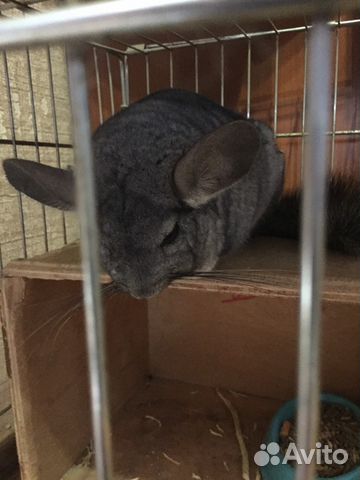 Шиншилла шуша