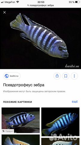 Мальки цихлидов - псевдотрофеус зебра