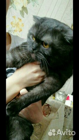 Шотландские вислоухие в добрые руки