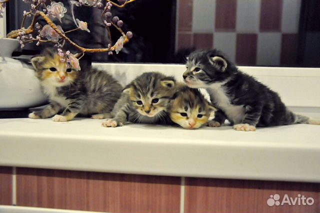 Котята