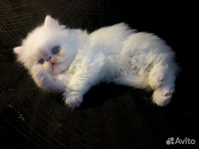 Белоснежка с разноцветными глазками