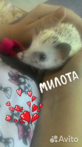 Продам африканского ежика