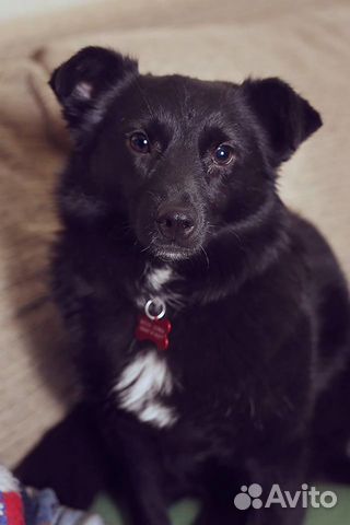 Небольшая собачка Бони в дар