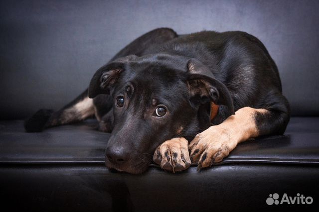 Блистательная звездочка, щенок Бьянка ищет семью