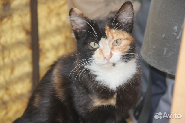 Разноцветная кошка счастья