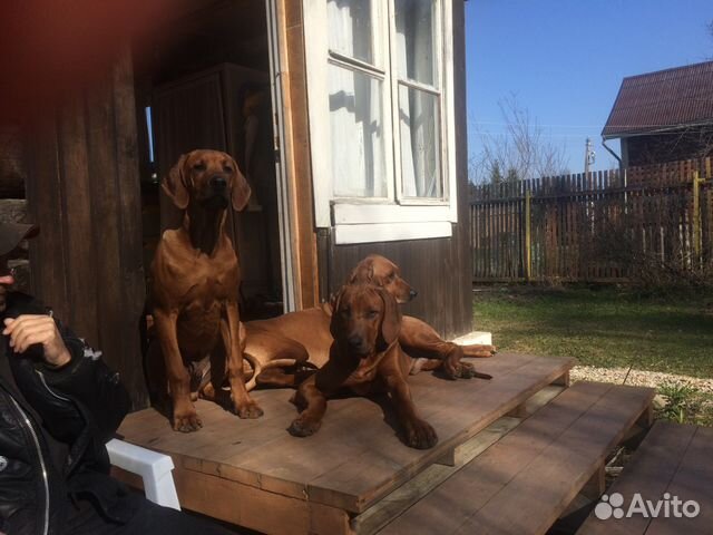 Подрощенный щенок родезийского риджбека