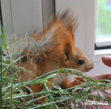 Бельчата. Алтайская телеутка.Европейская. Черная