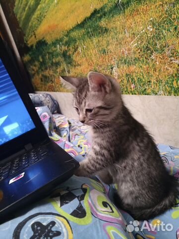Домашние 3-х месячные кошечки