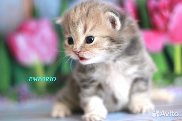 Харизматичное голубое мраморное золото, мальчик